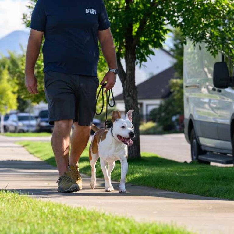 Behavior Modification Dog Training - Big Sky K9, Bozeman